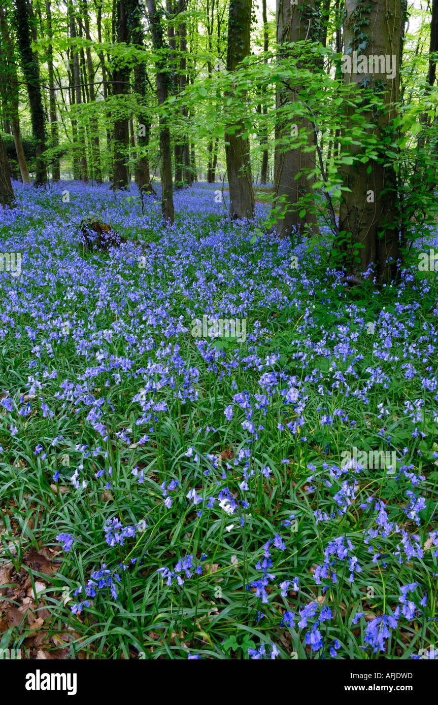 Standish near stroud hi-res stock photography and images - Alamy
