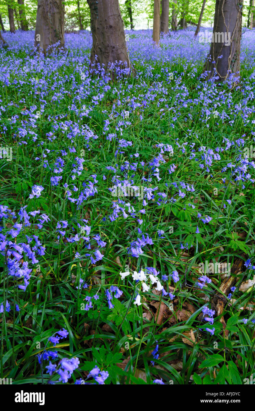 Bluebell Woods In Spring Cotswolds Stock Photos & Bluebell Woods In ...