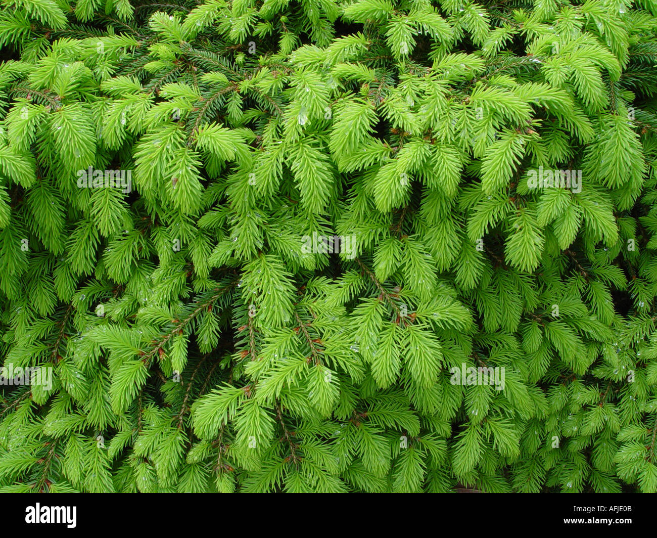 Picea nidiformis young foliage Dwarf fir conifer with bright green new ...