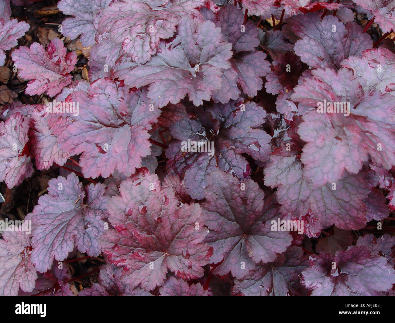 Heuchera Micrantha