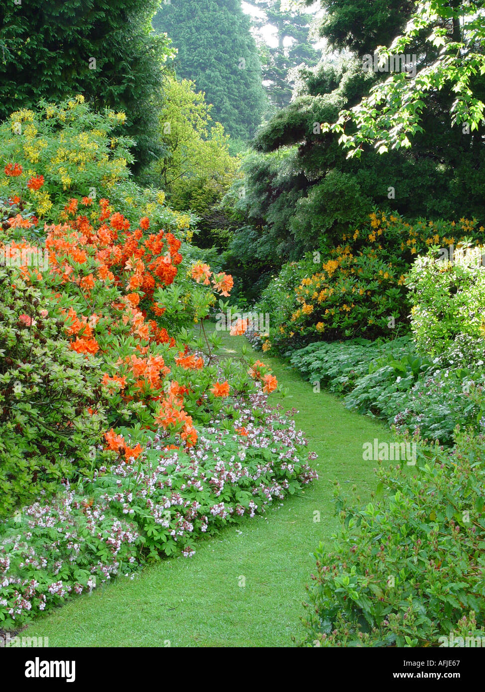 Grassed Garden path through azalea and geraniums at Great Comp Garden ...