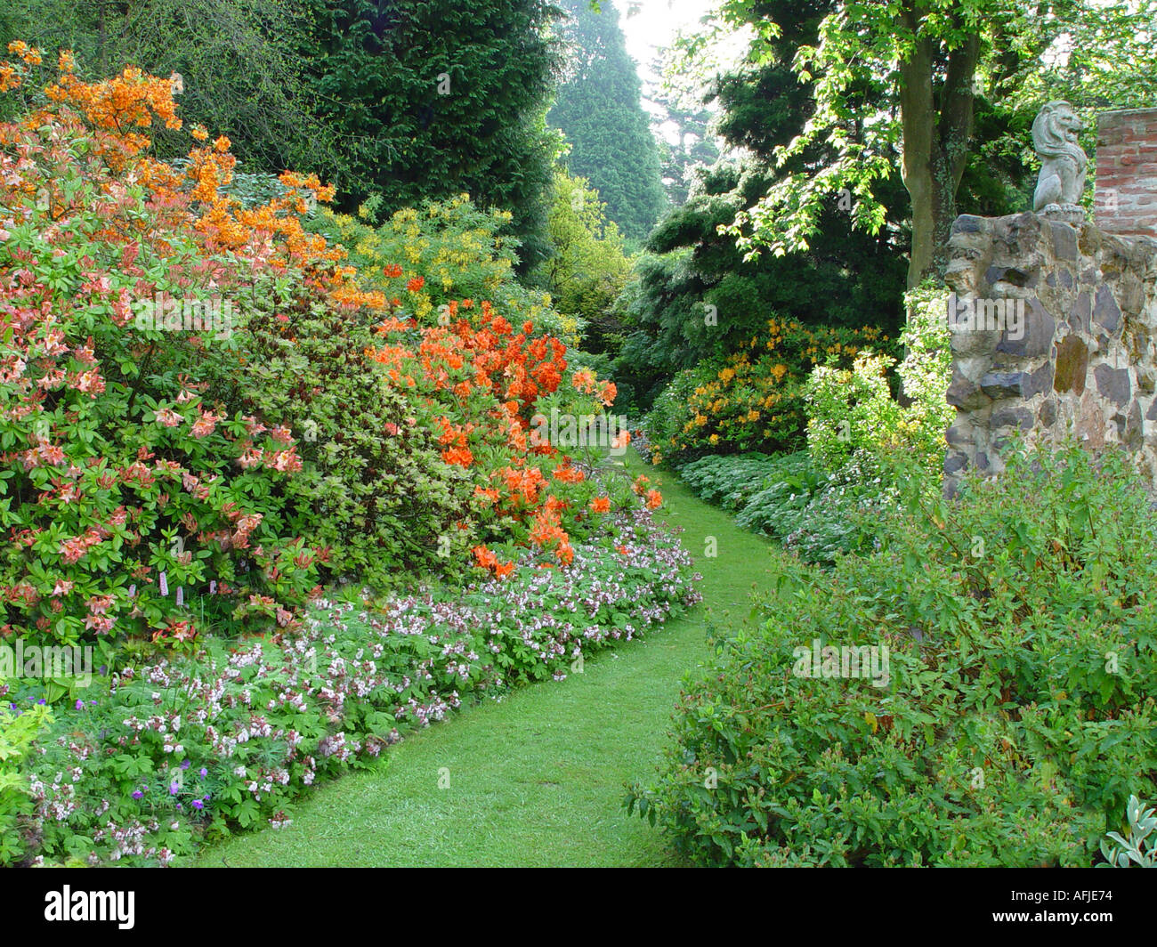 Grassed Garden path through azalea and geraniums at Great Comp Garden ...