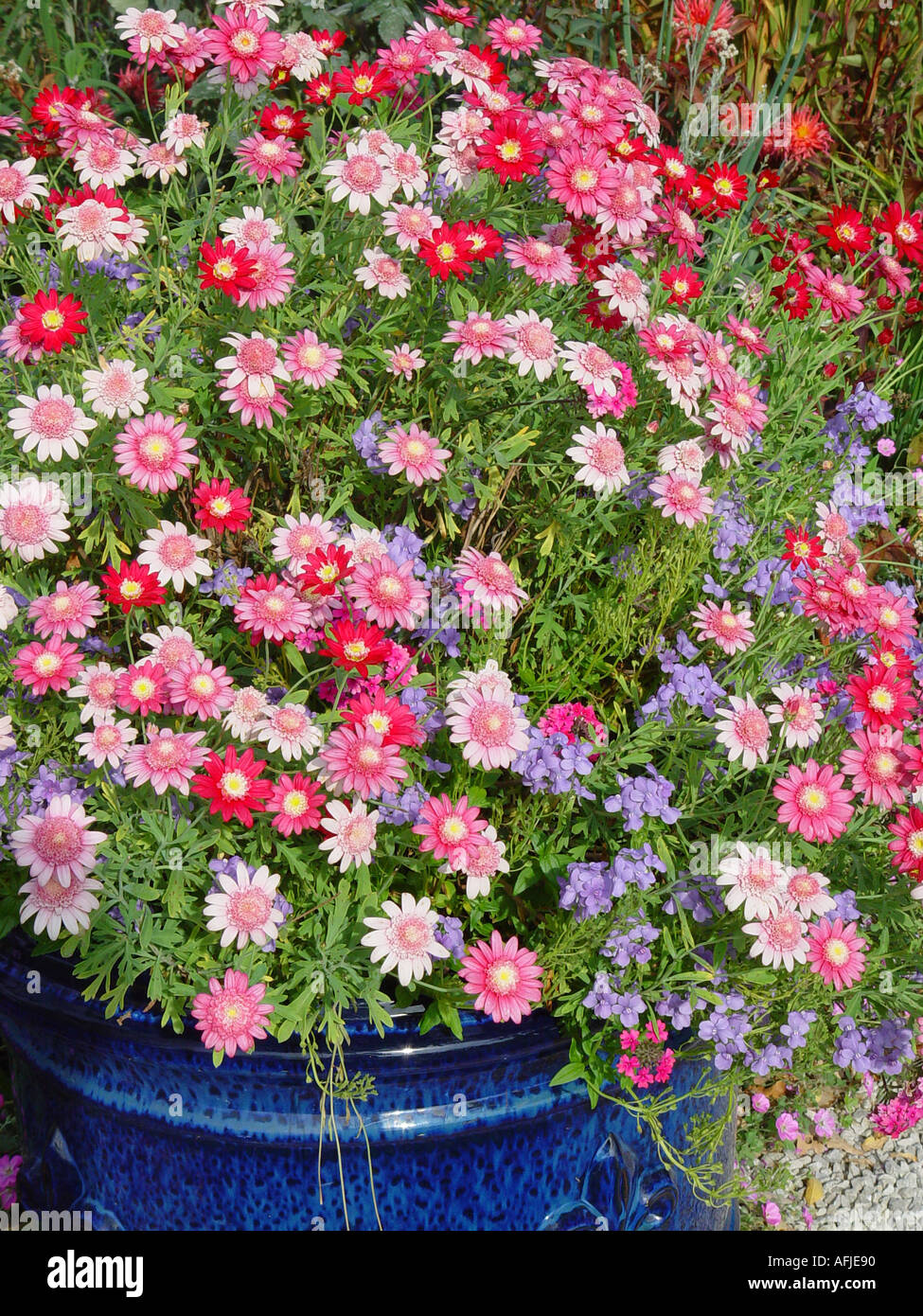Argyranthemum blue pot Plants in container garden Blue terracota pot ...