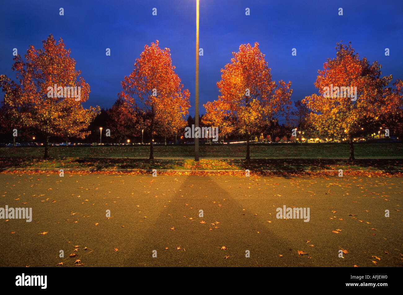 four trees and a lamp post Stock Photo - Alamy