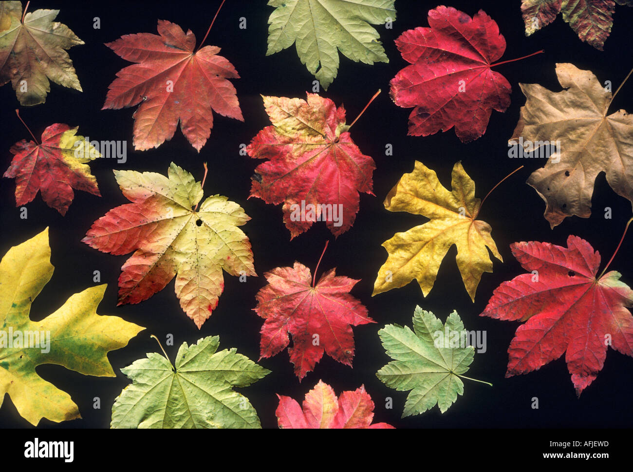 Autumn leaves on black background Stock Photo - Alamy