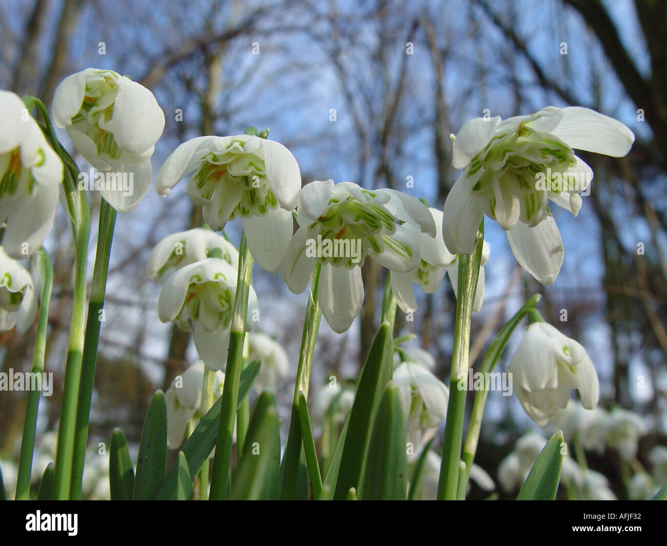 Galanthus nivalis flore pleno cluster Double flowered snowdrop in ...