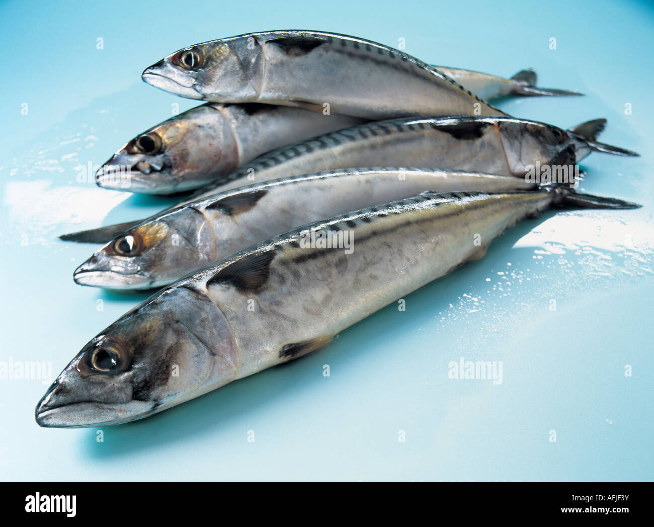 Whole spanish mackerel hi-res stock photography and images - Alamy