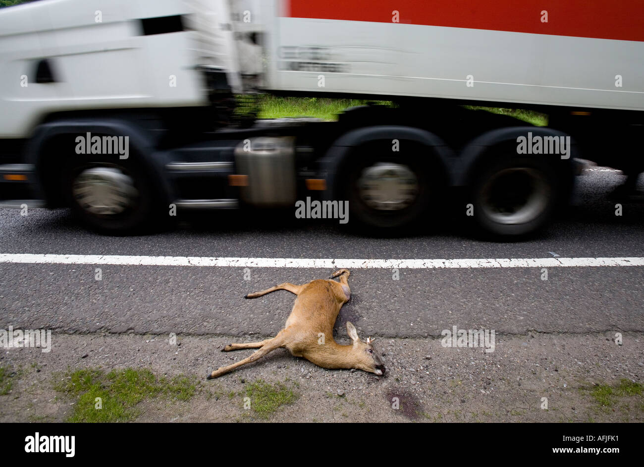 Road kill deer hi-res stock photography and images - Alamy