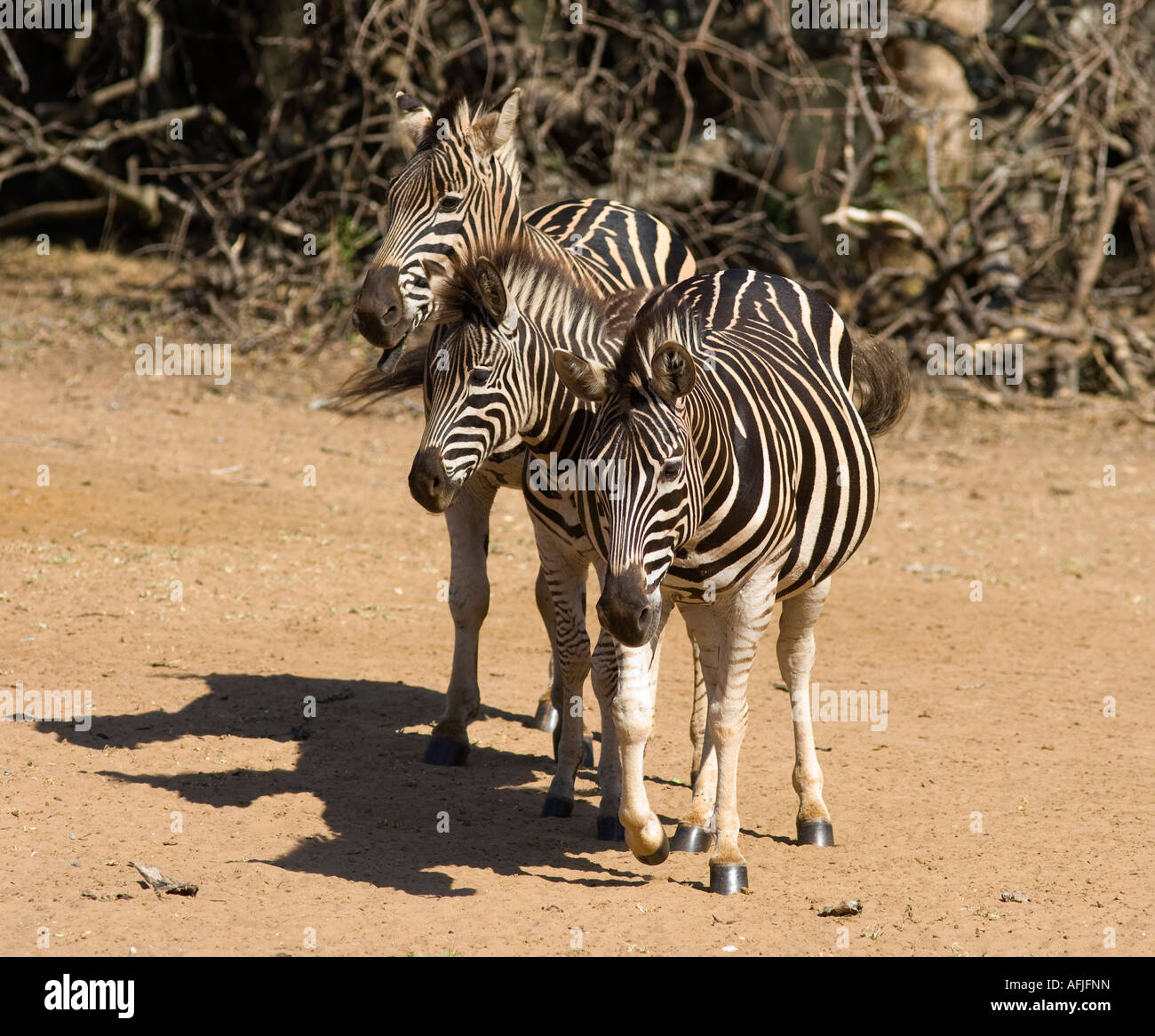 Zebra trio hi-res stock photography and images - Alamy