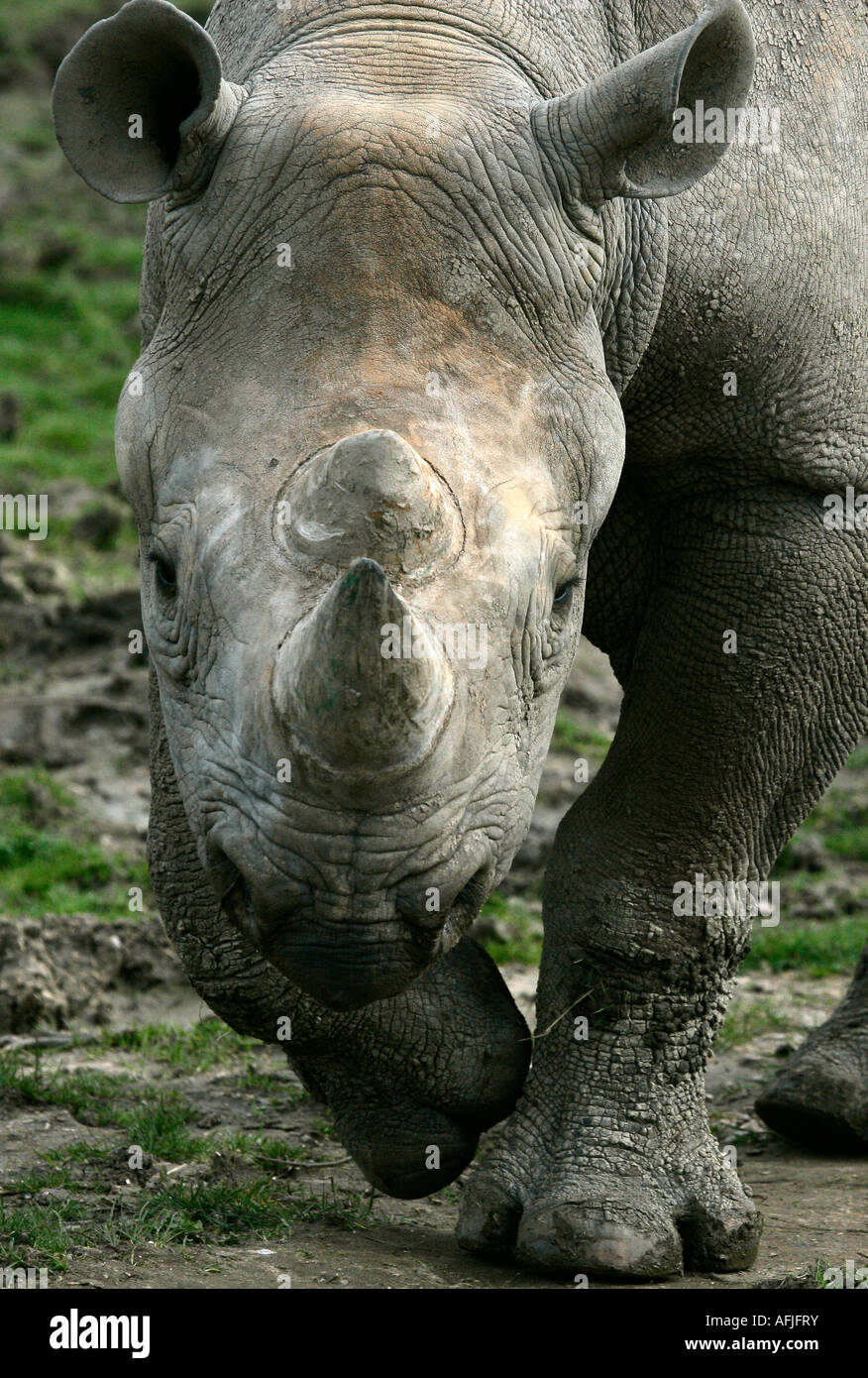 Rhino charge hi-res stock photography and images - Alamy
