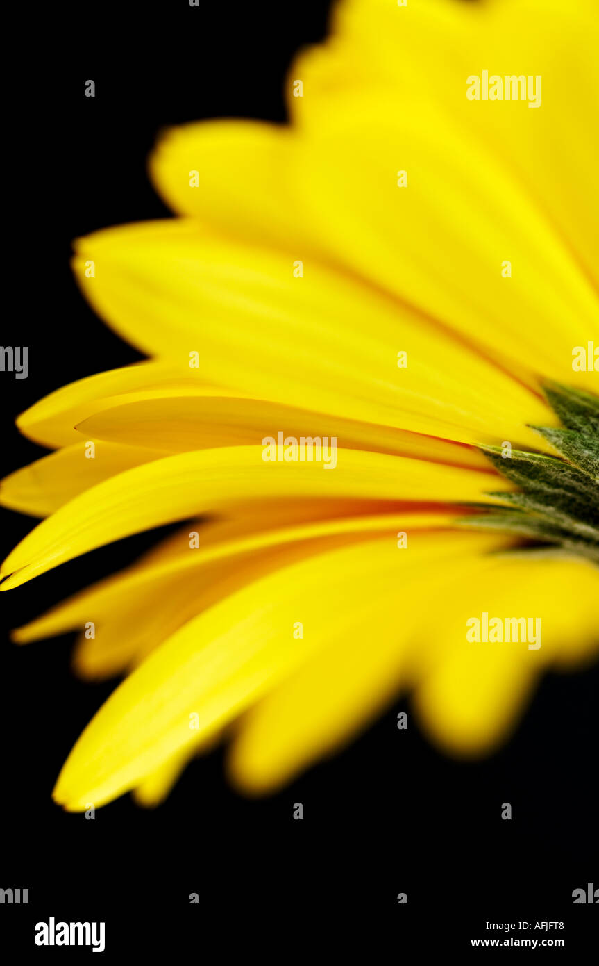 Yellow Gerbera flower against a black background with a narrow depth of ...