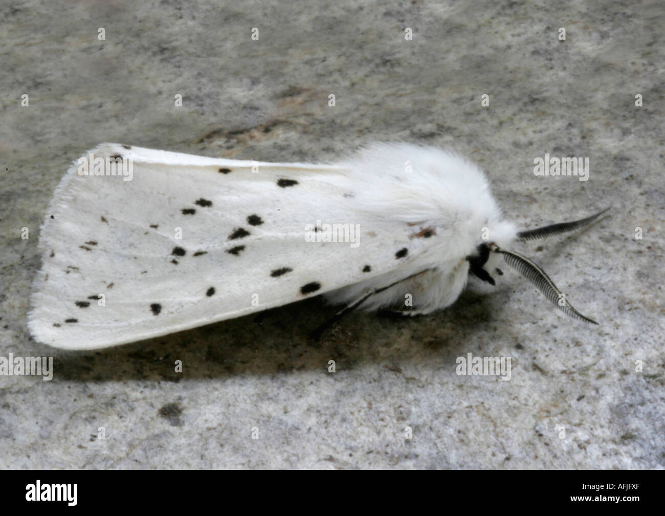 White ermine moth spilosoma lubricipeda family hi-res stock photography ...