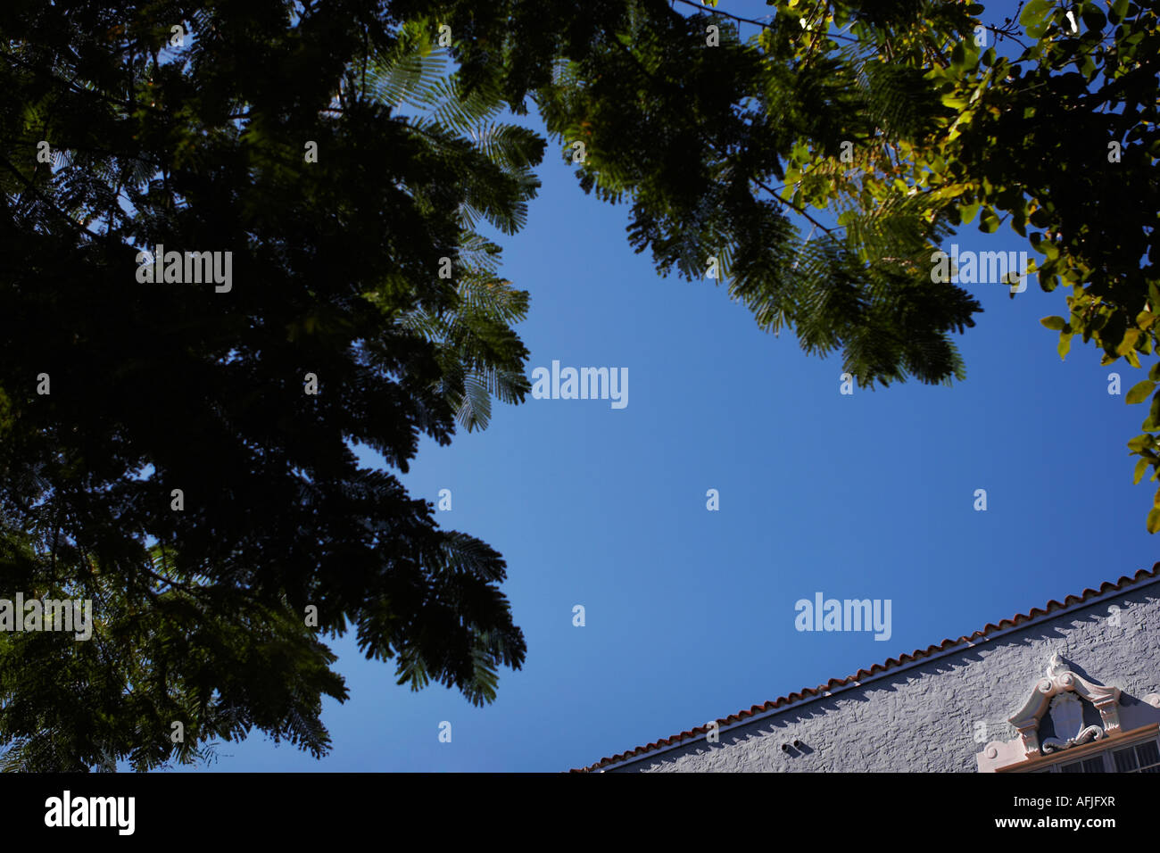 Trees and building against blue sky Stock Photo - Alamy