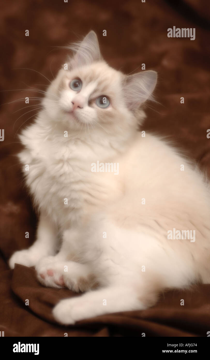 Pedigree ragdoll kitten Stock Photo - Alamy