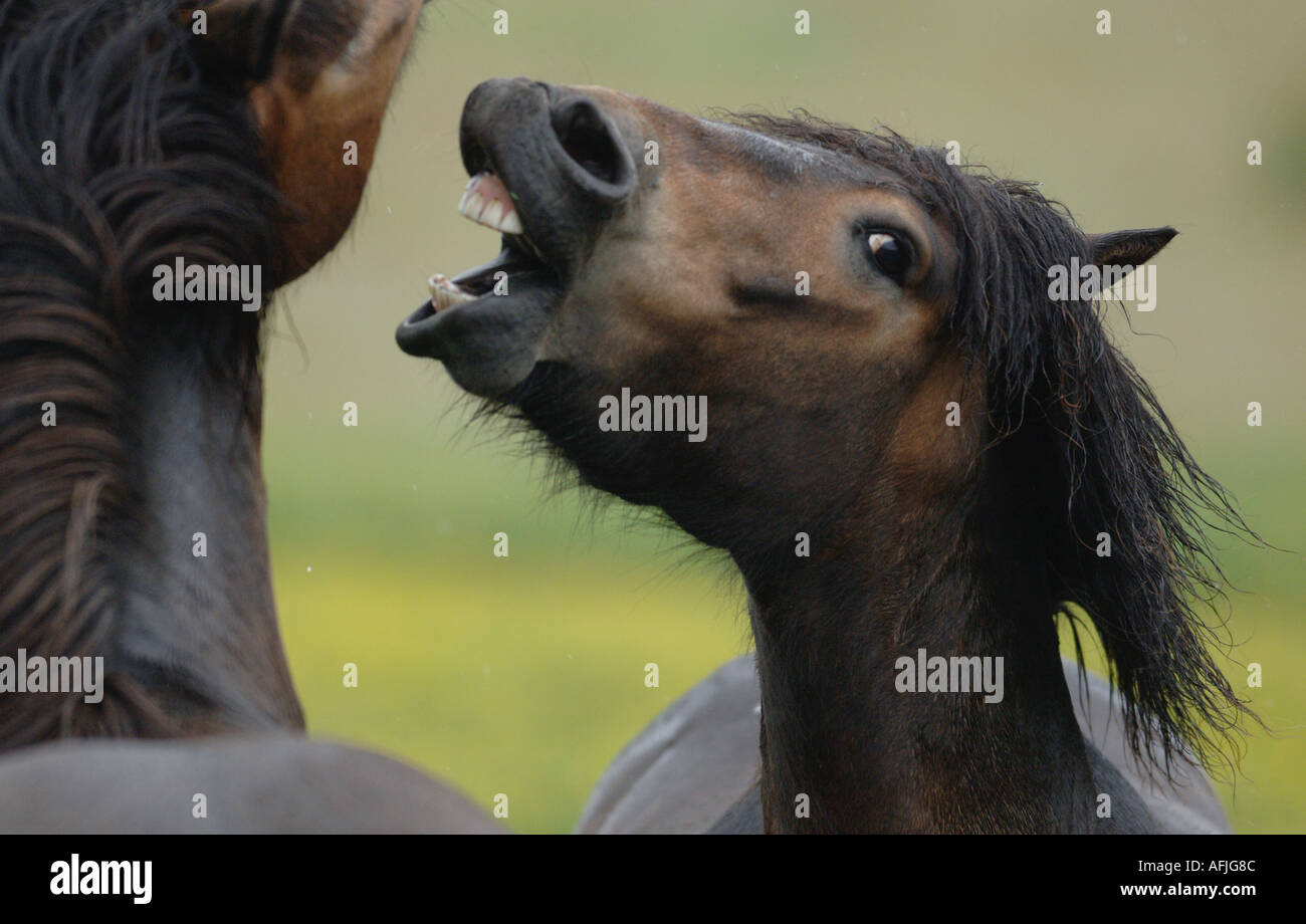 Angry horse ears back hi-res stock photography and images - Alamy