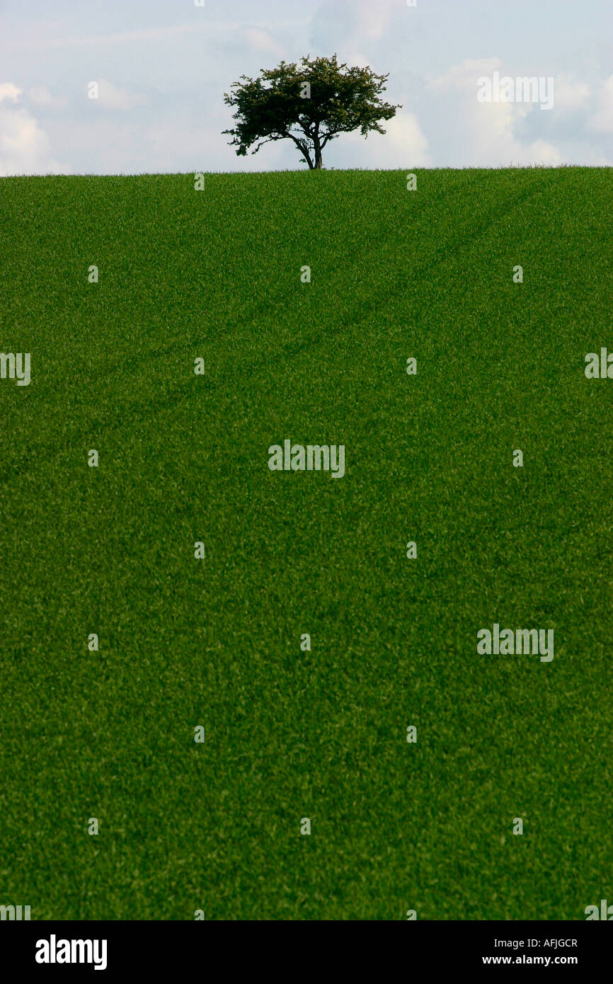 lone tree in a field, species unknown, Nottinghamshire Stock Photo - Alamy