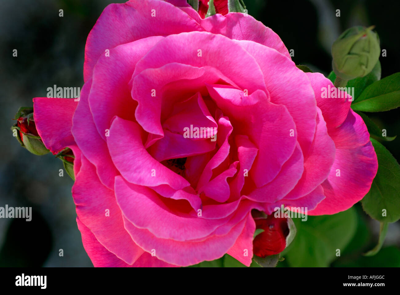 Rose stamen hi-res stock photography and images - Alamy