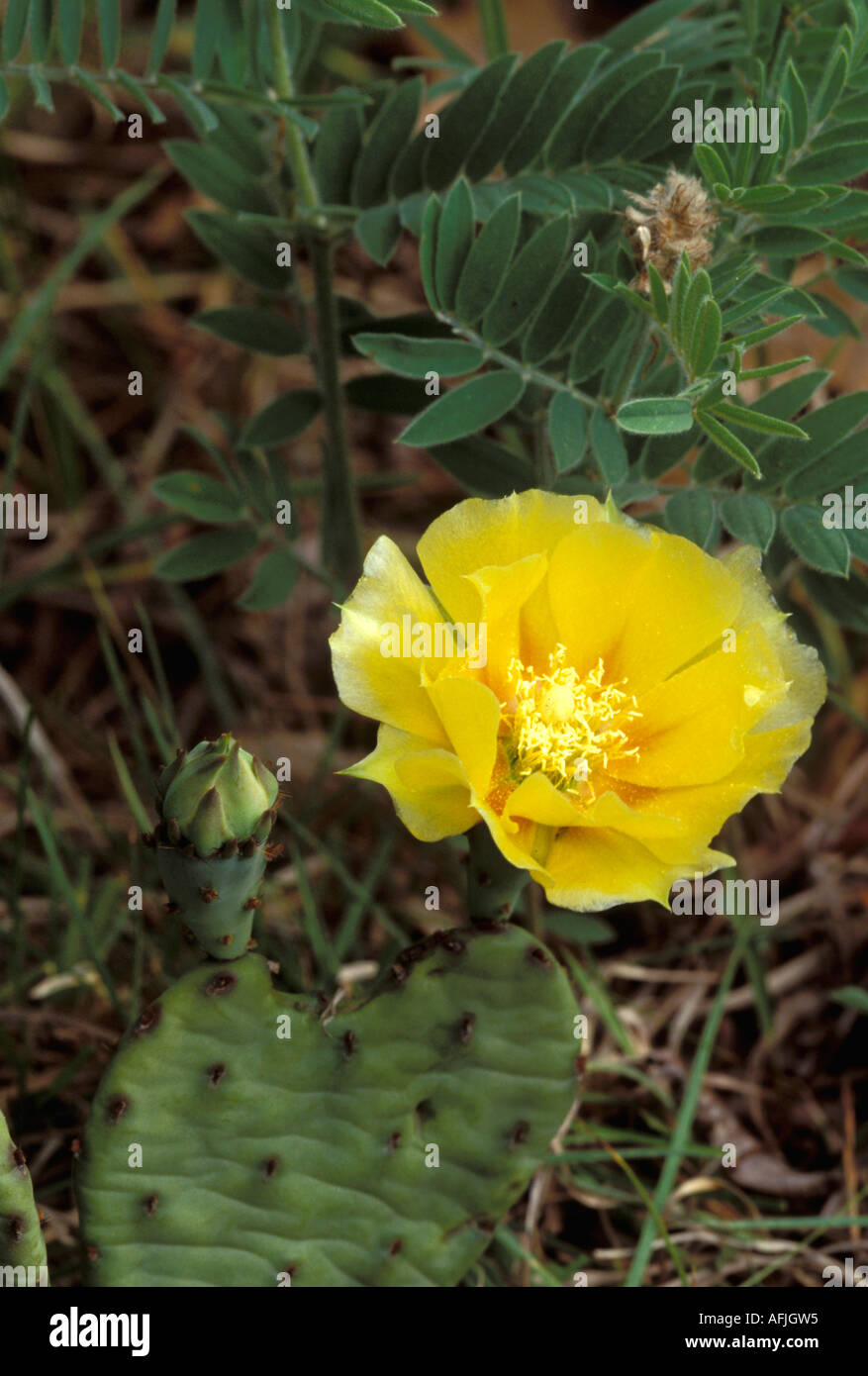 Humifusa hi-res stock photography and images - Alamy