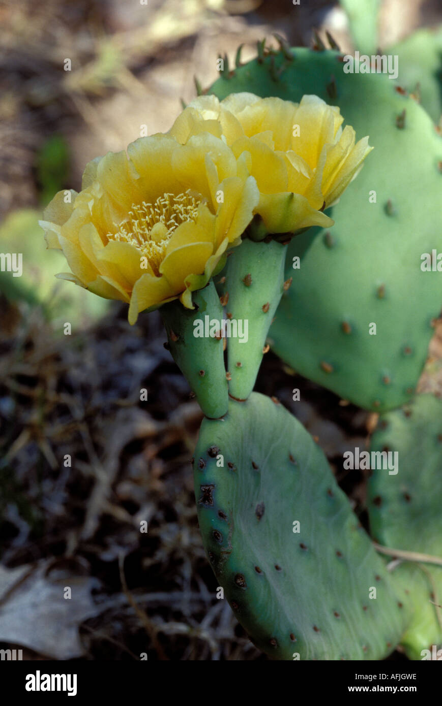 Eastern Prickly Pear, Opuntia humifusa Stock Photo - Alamy