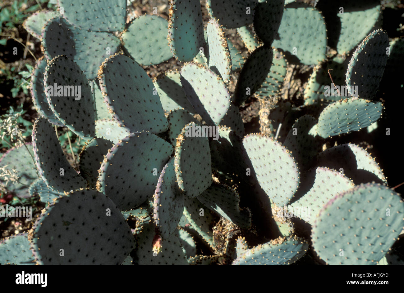Opuntia santa rita opuntia santa rita hi-res stock photography and ...