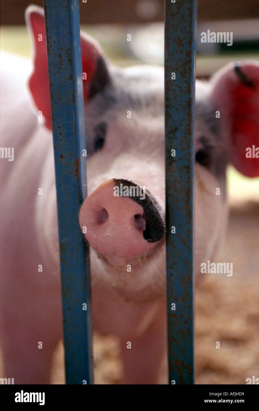 Pig snout peeking through cage bars Stock Photo - Alamy