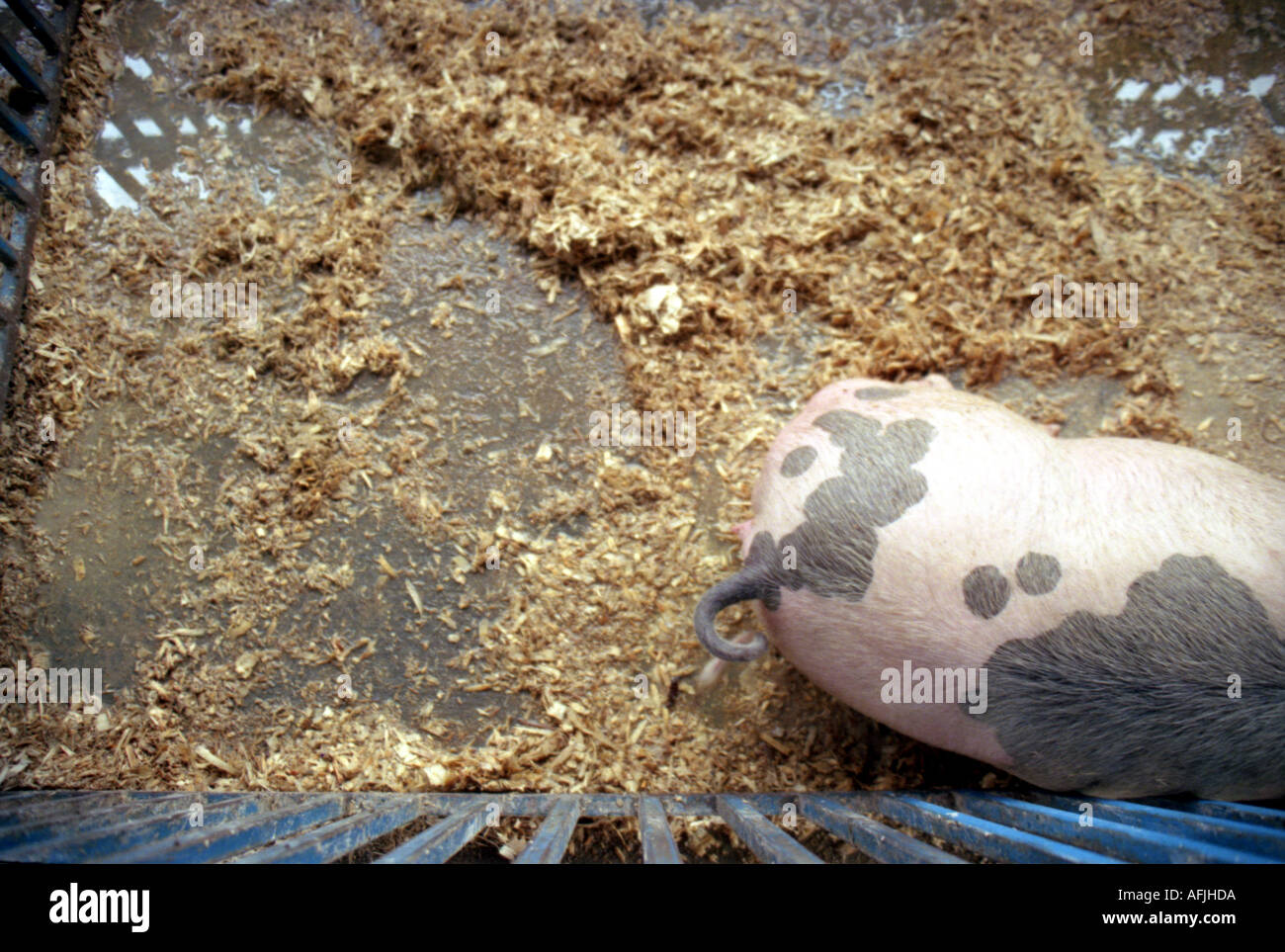 Pig Backside Stock Photos & Pig Backside Stock Images - Alamy