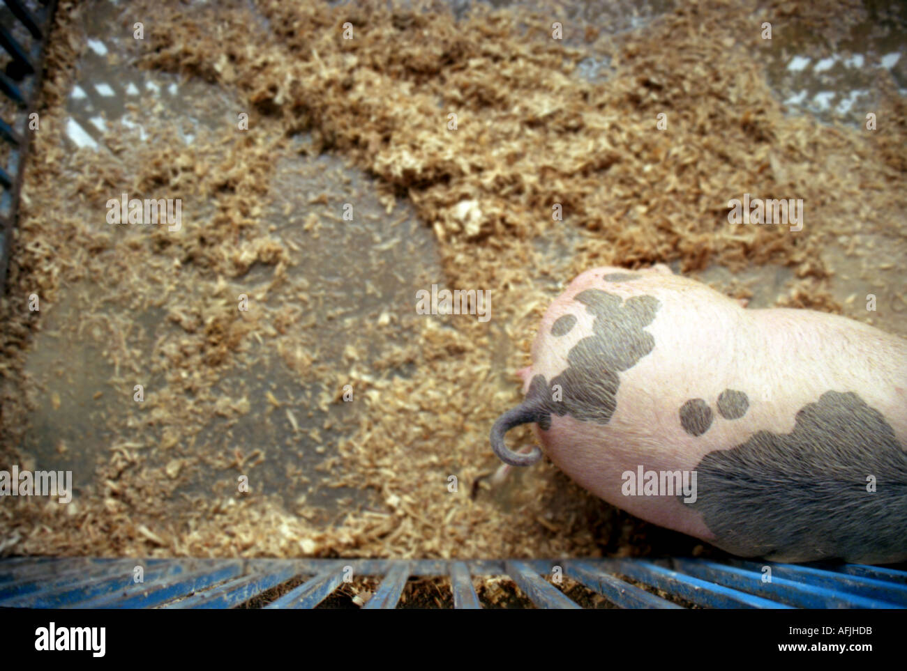 Piglet tail in enclosure Stock Photo - Alamy
