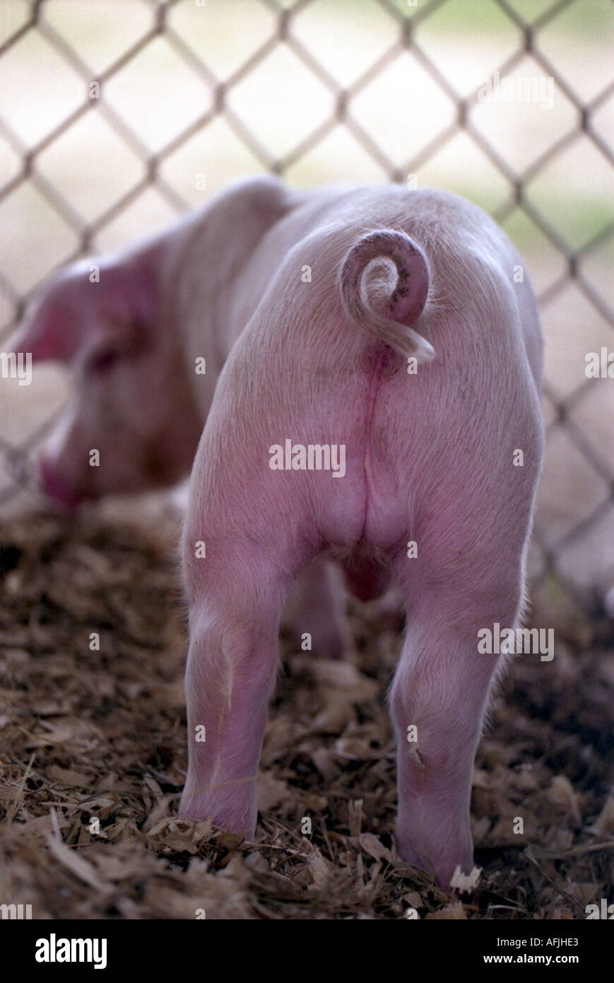 Show backside hi-res stock photography and images - Alamy