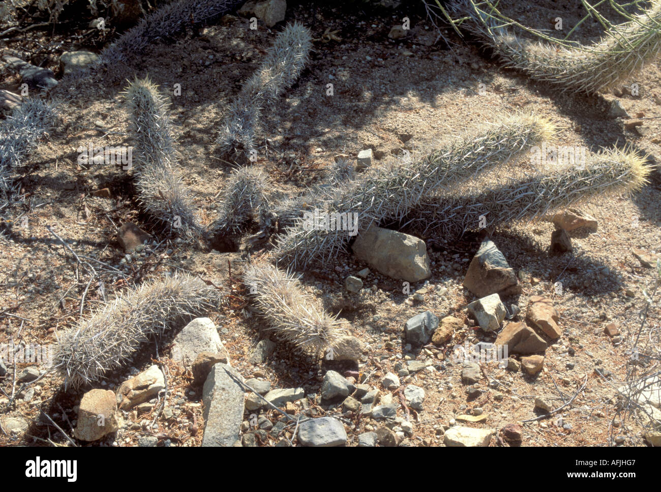 Creeping Devil, Stenocereus eruca Stock Photo - Alamy