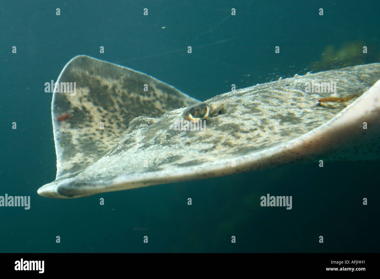Thornback ray fish raja clavata hi-res stock photography and images - Alamy