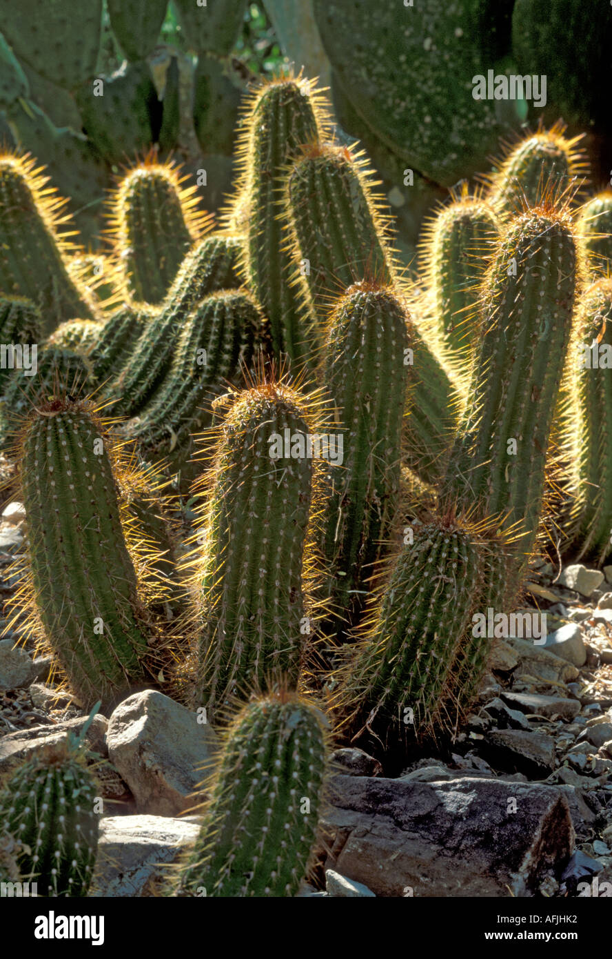 Trichocereus spp hi-res stock photography and images - Alamy