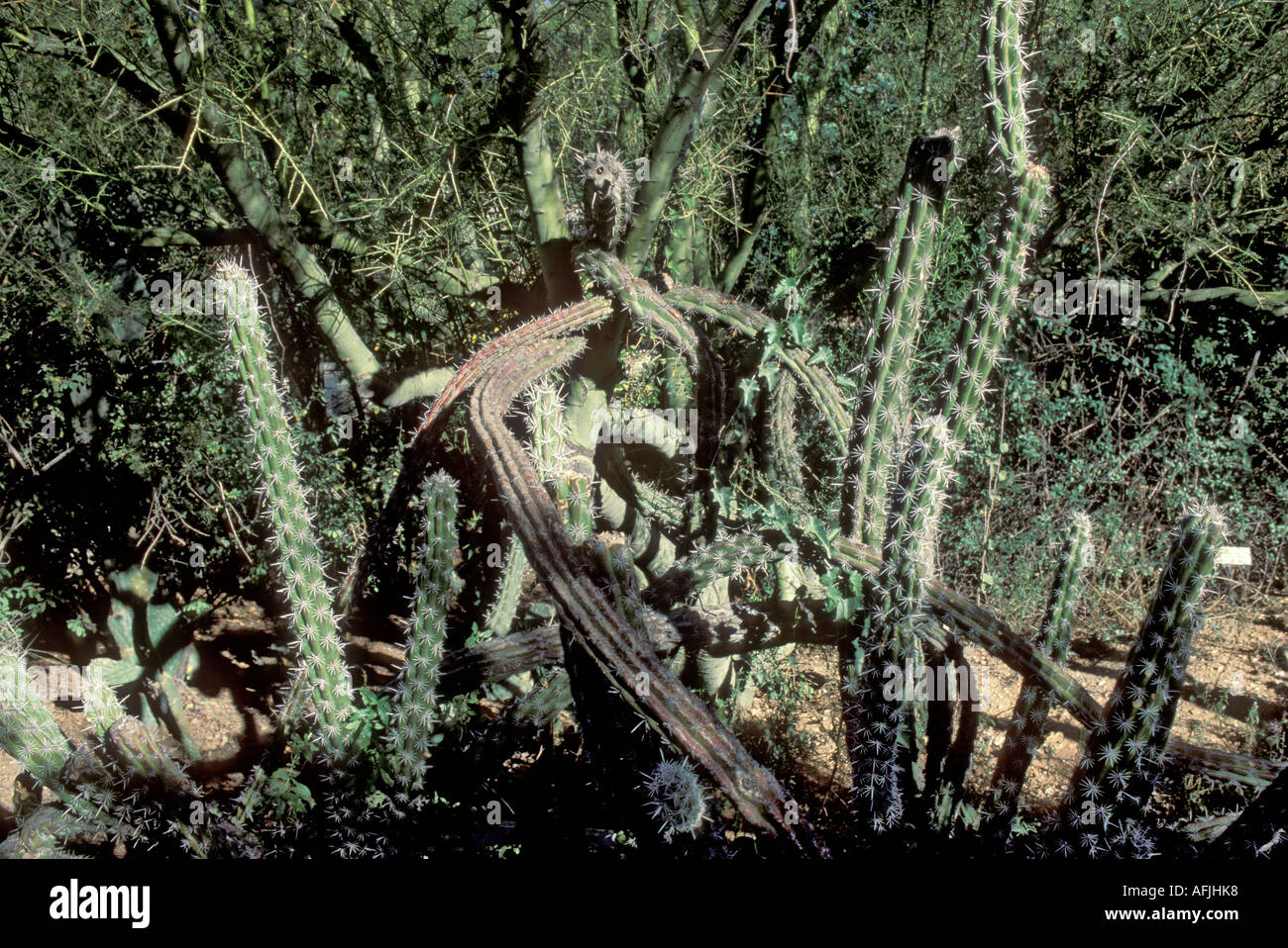 Octopus Cactus, Stenocereus alamosensis Stock Photo - Alamy