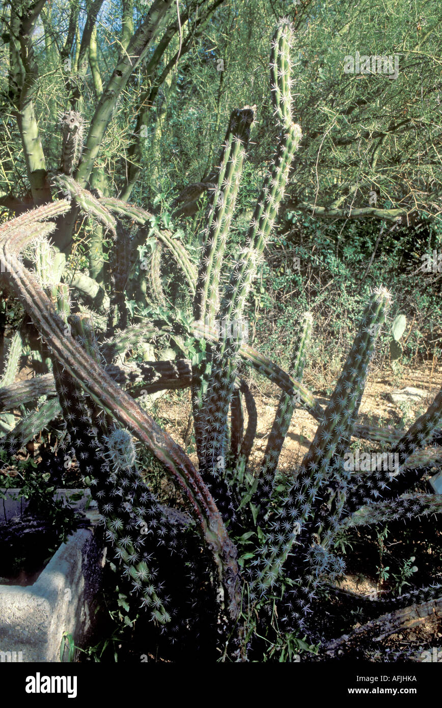 Octopus Cactus, Stenocereus alamosensis Stock Photo - Alamy