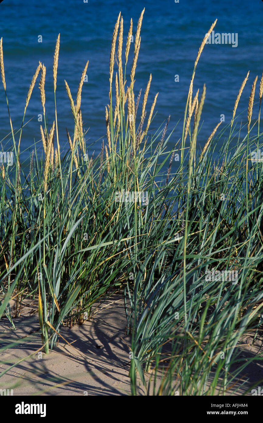 American dune wild rye hi-res stock photography and images - Alamy