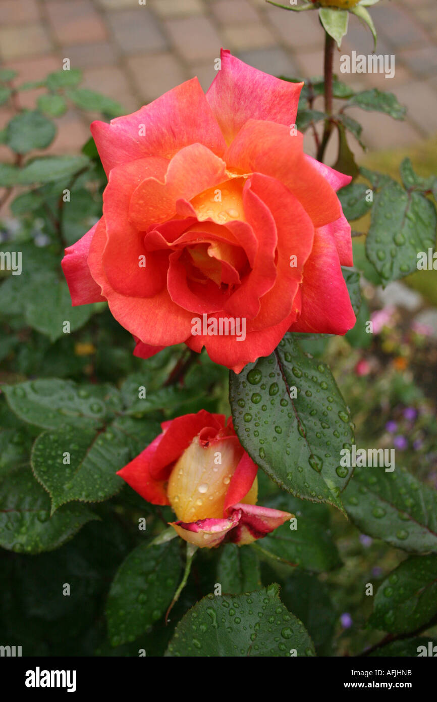 ROSA PICCADILLY. ROSE AND BUD Stock Photo - Alamy