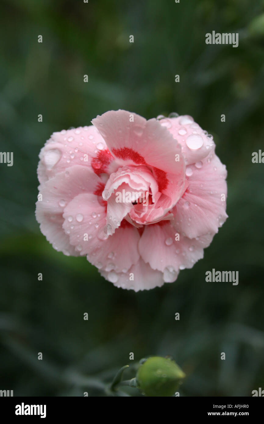 Dianthus doris hi-res stock photography and images - Alamy