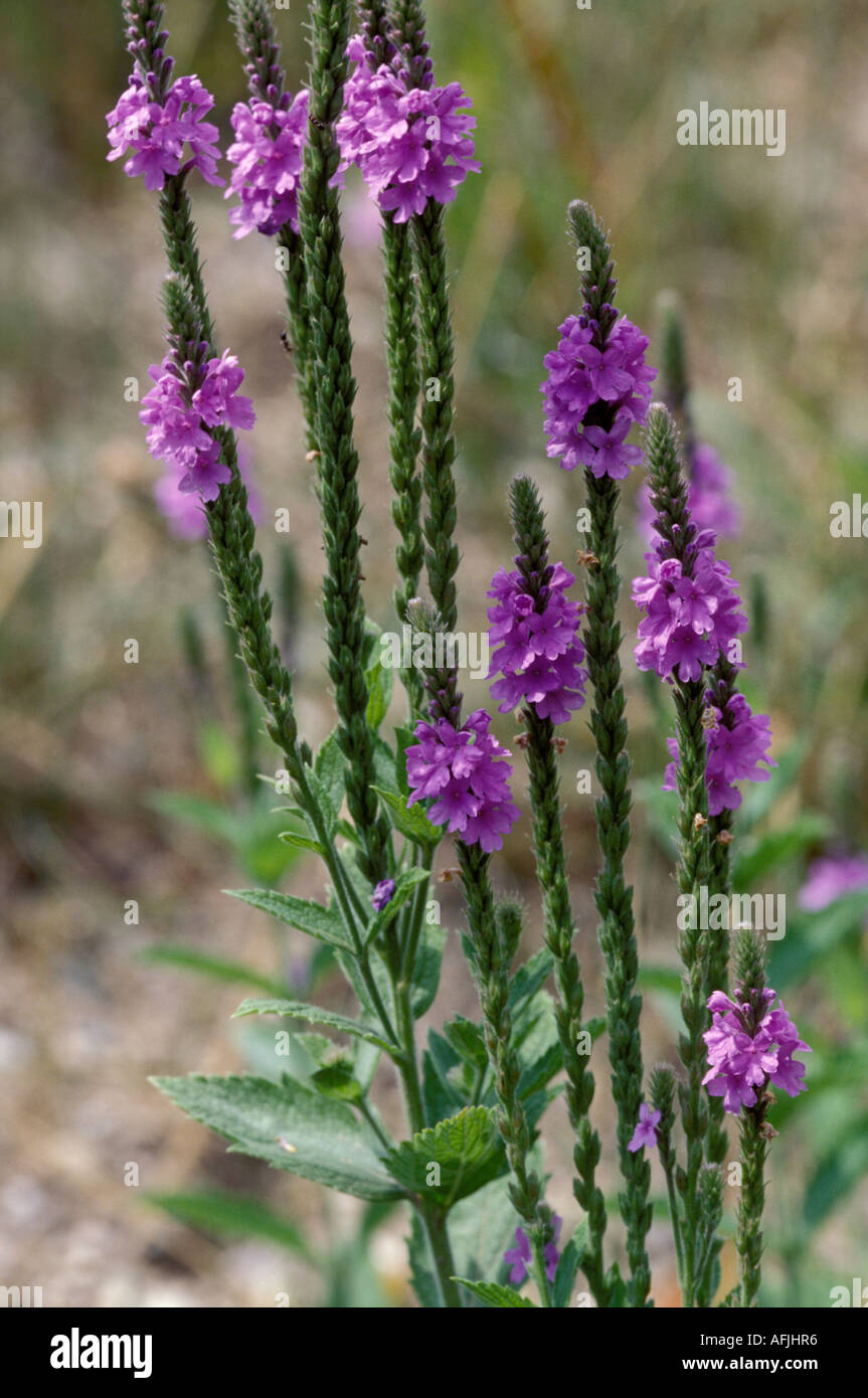 Blue Vervain Stock Photos & Blue Vervain Stock Images - Alamy