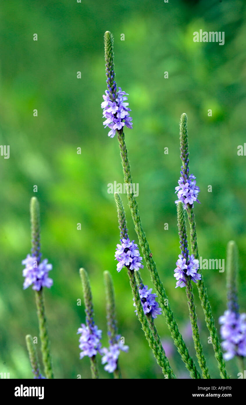 Blue Vervain, Verbena hastata Stock Photo - Alamy