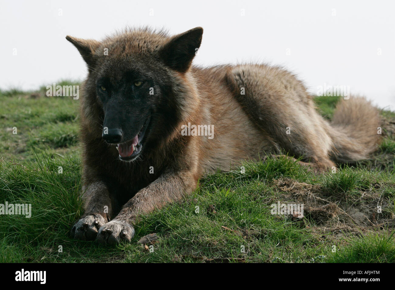 Wolf Sitting on grass Stock Photo - Alamy