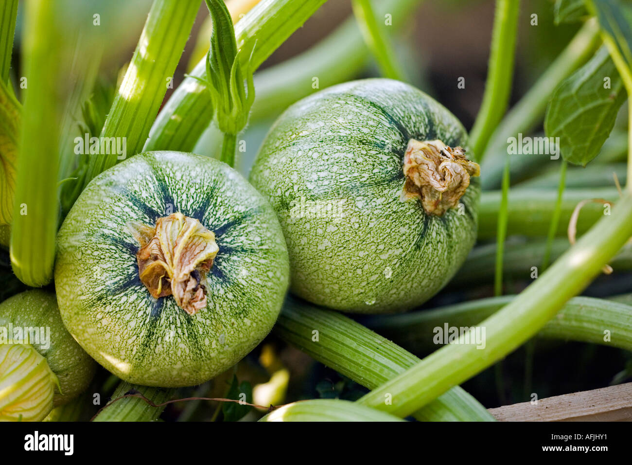 The round courgette variety Courgette de Nice a Fruit Ronde Stock Photo ...