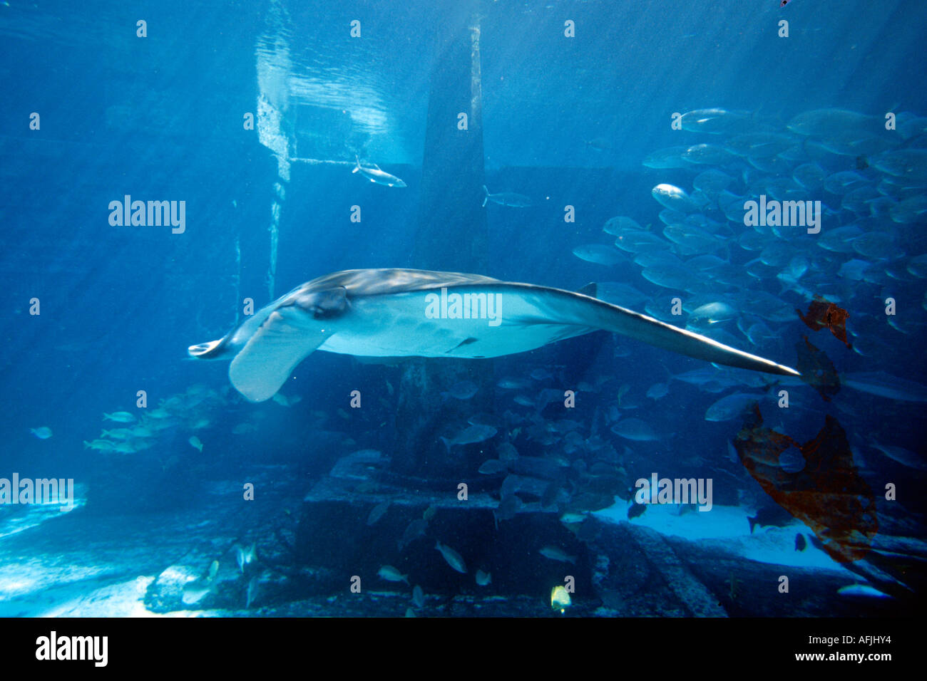 Fish in walk through aquarium, Atlantis Resort, Nassau, Bahamas Stock ...