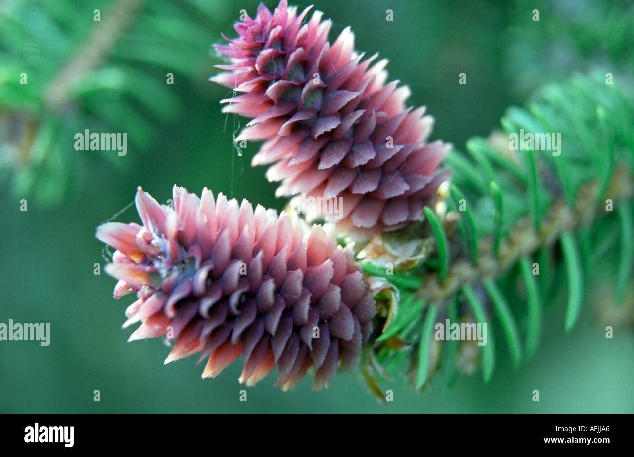 Abies cone hi-res stock photography and images - Alamy
