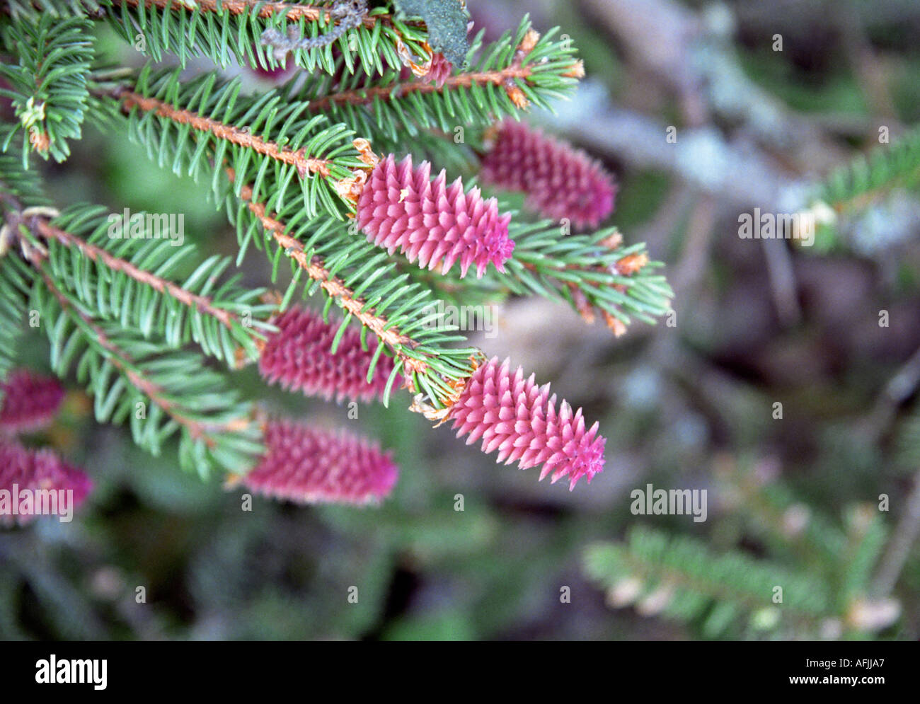 Close-up of small Spruce Picea abies cones Stock Photo - Alamy