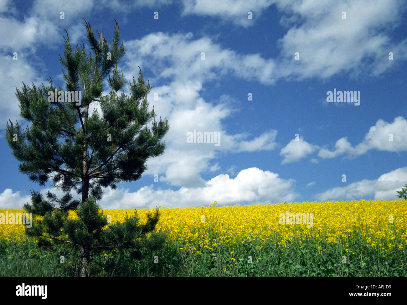 Scenic of Abava Valley Nature Park Latvia Stock Photo - Alamy