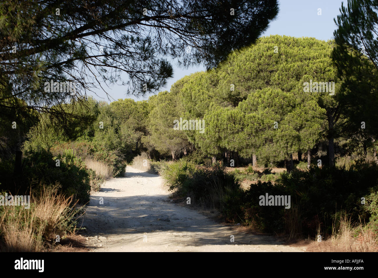 Europe woods hi-res stock photography and images - Alamy
