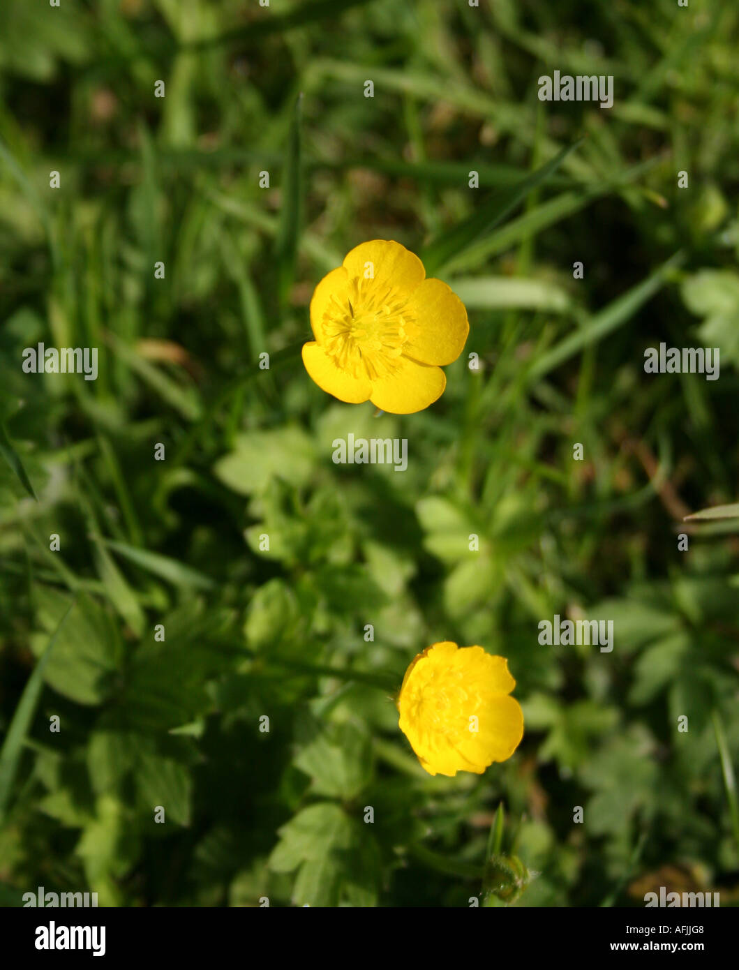 Annual buttercup hi-res stock photography and images - Alamy