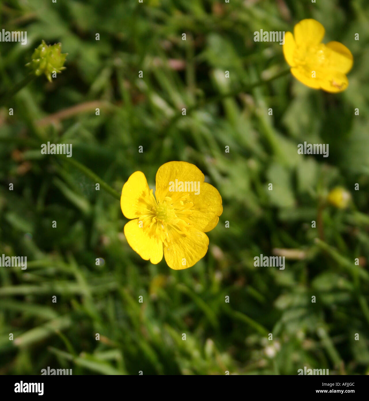 Annual buttercup hi-res stock photography and images - Alamy