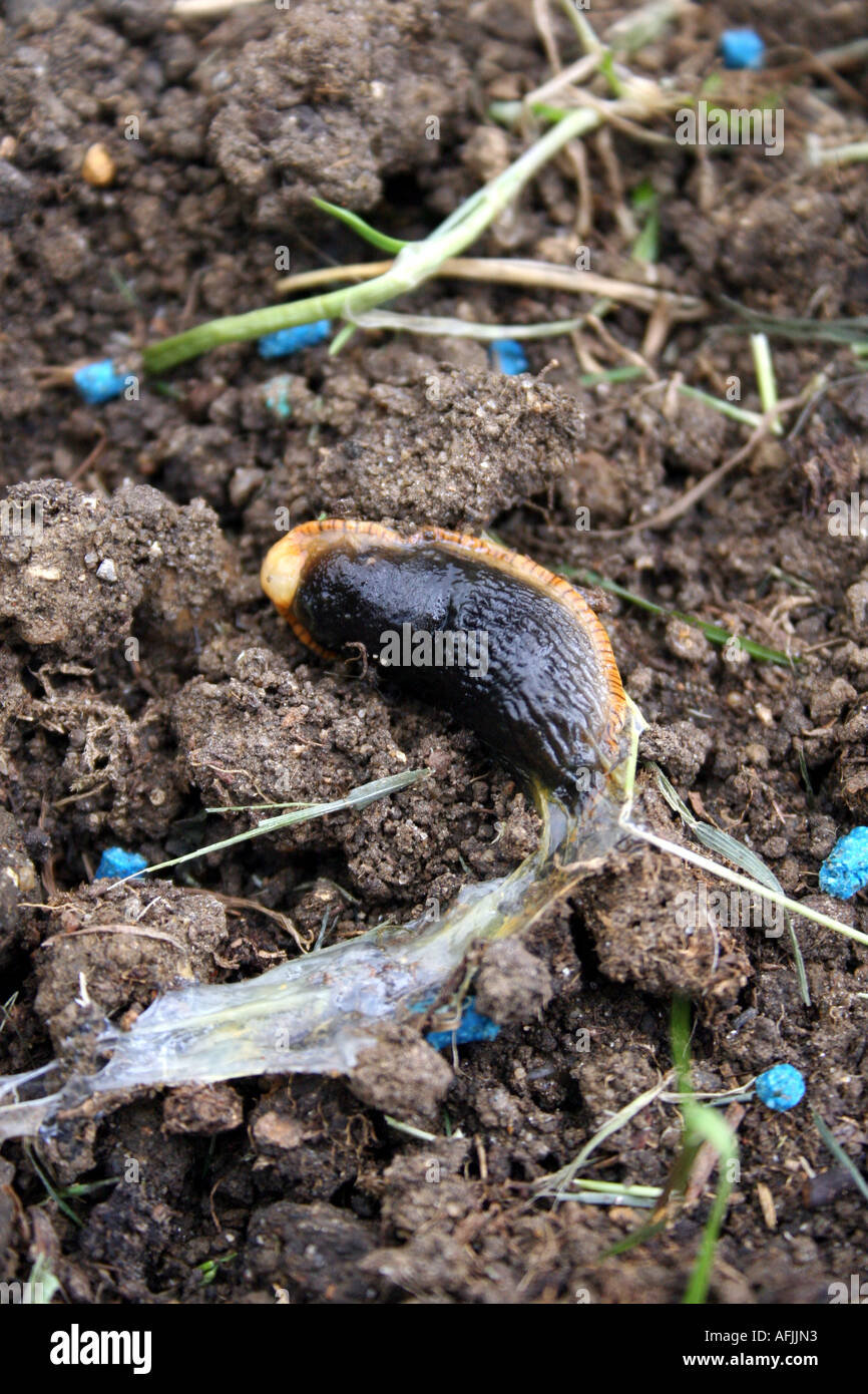 BLACK SLUG DESTROYED BY SLUG PELLETS LAYING ON SOIL. ARION ATER Stock ...