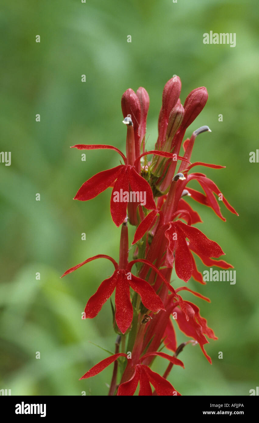 Cardinal Flower, Lobelia cardinalis Stock Photo - Alamy
