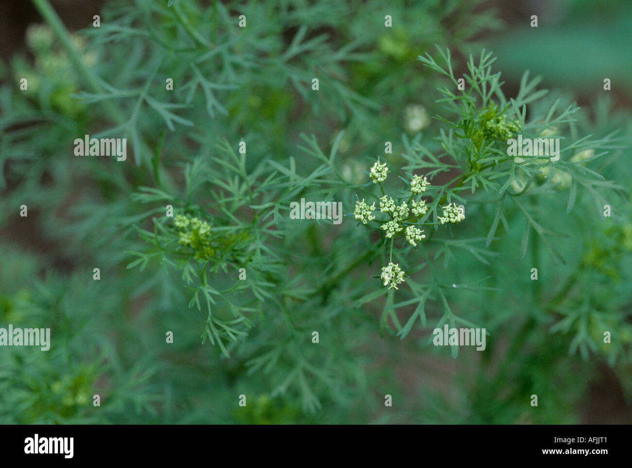 Cilantro in bloom, Coriandrum sativum Stock Photo - Alamy